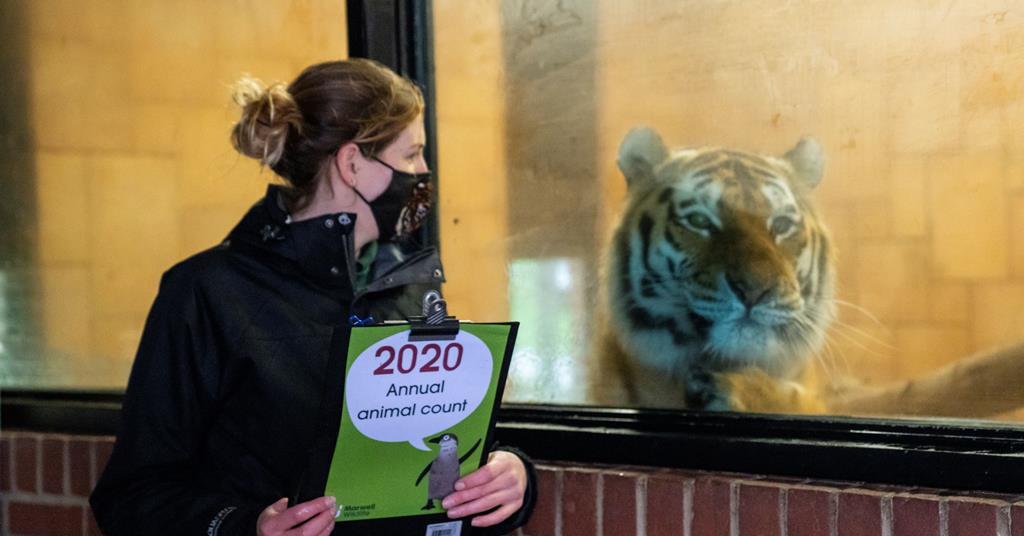 Picture gallery: staff carry out annual animal count at Marwell Zoo ...