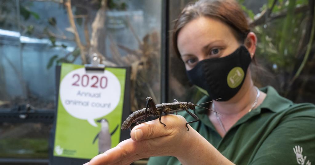 Picture gallery: staff carry out annual animal count at Marwell Zoo ...