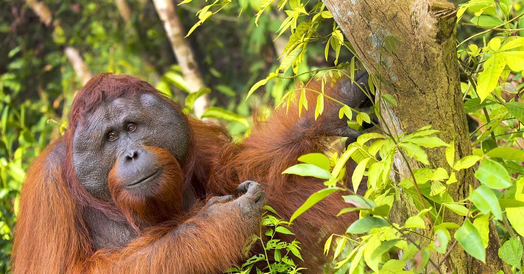 Borneo: highlights of our 13-day Malaysian tour | Group Leisure and Travel