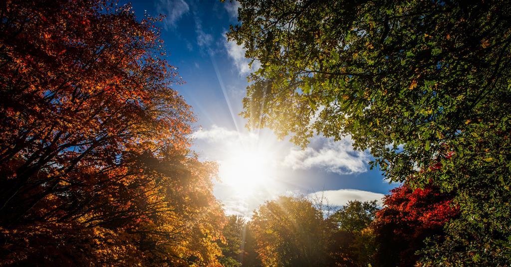 In pictures: Westonbirt’s striking autumnal walkways | Features | Group ...