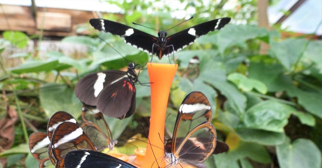 In pictures: stunning butterflies bred at Stratford Butterfly Farm ...