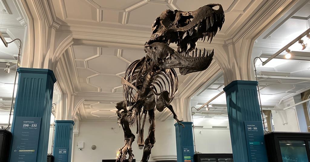 The result of Manchester Museum’s once-in-a-lifetime transformation ...