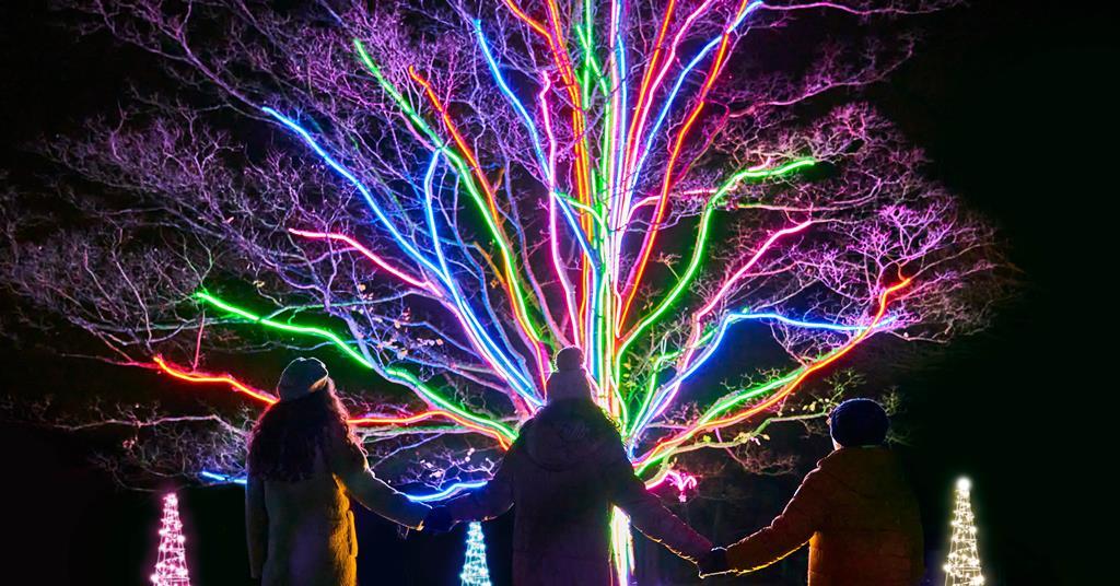 Fire Garden, tunnels of light and glistening trees at Hatfield Park ...
