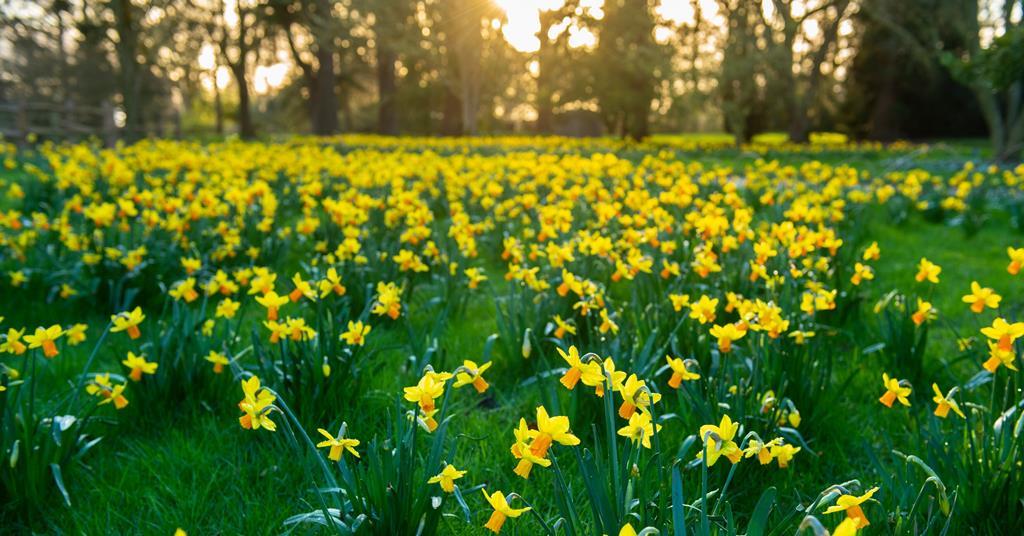 Photo gallery: 10 uplifting images from RHS gardens | Features | Group ...