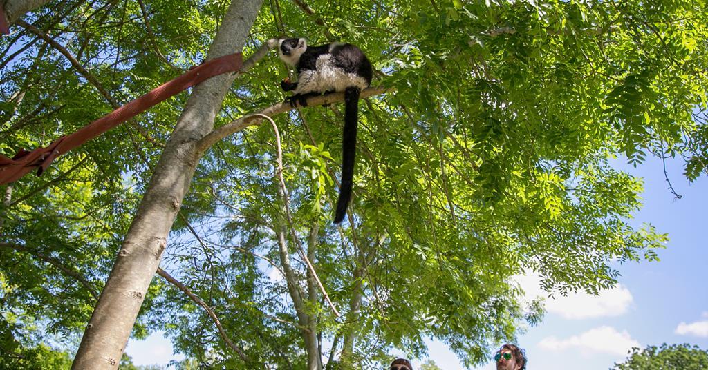 Gorillas prepare for spring home at Bristol Zoo Project | News | Group ...