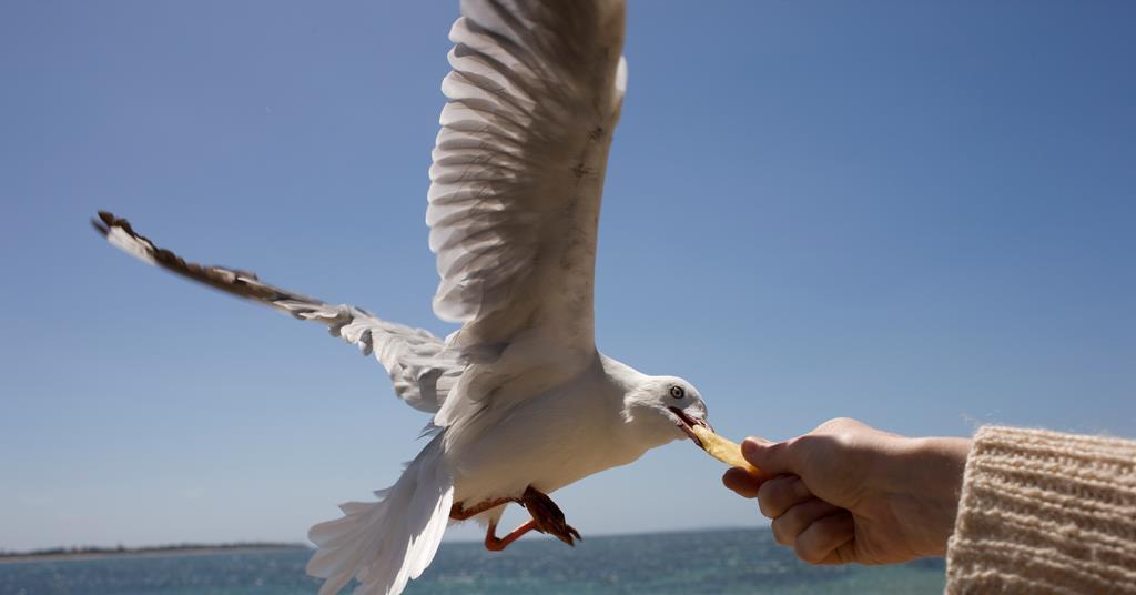 Sticking to trusted sources, keeping it British and seagull havoc ...