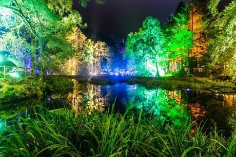 Scottish forest light show to become more accessible for visitors ...