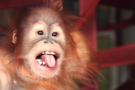 Monkey World: ticking all the boxes for a group day out | Features ...