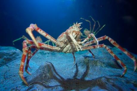 Sea Life Brighton to open new crustacean exhibition | News | Group ...
