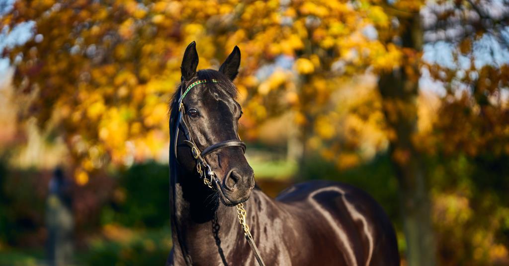 The National Stud: Meet new stallion on exclusive group tour with ...