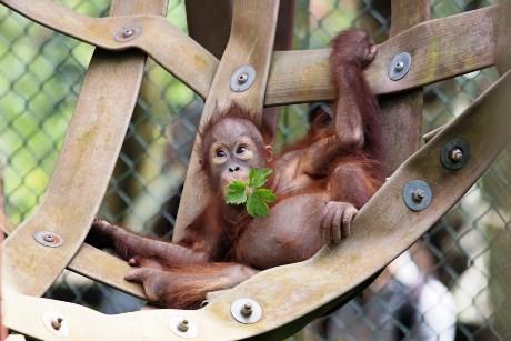 A group visit to remember at Monkey World Ape Rescue Centre | Features ...