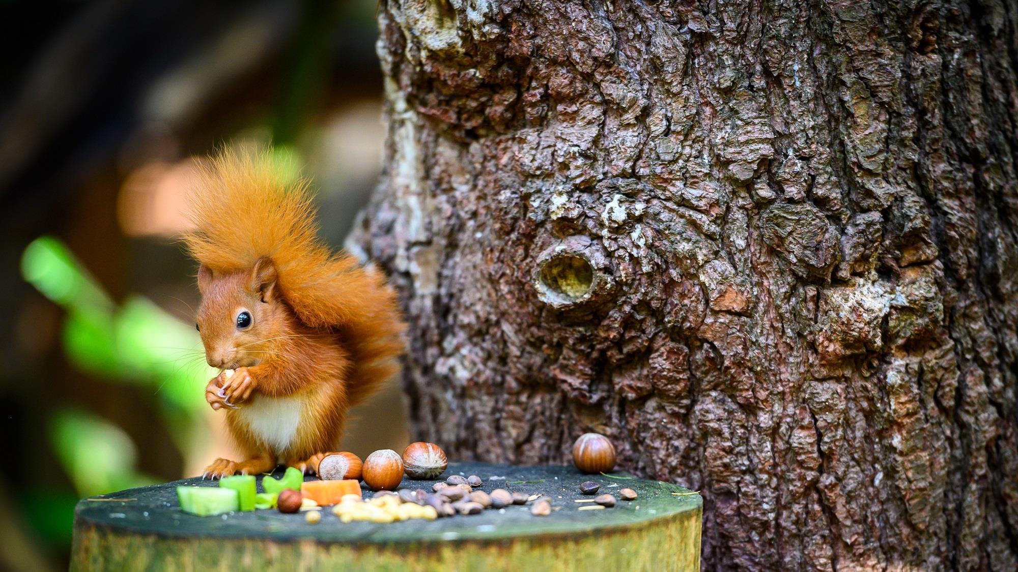 Wildlife escapes to the countryside and coast of England | Features ...