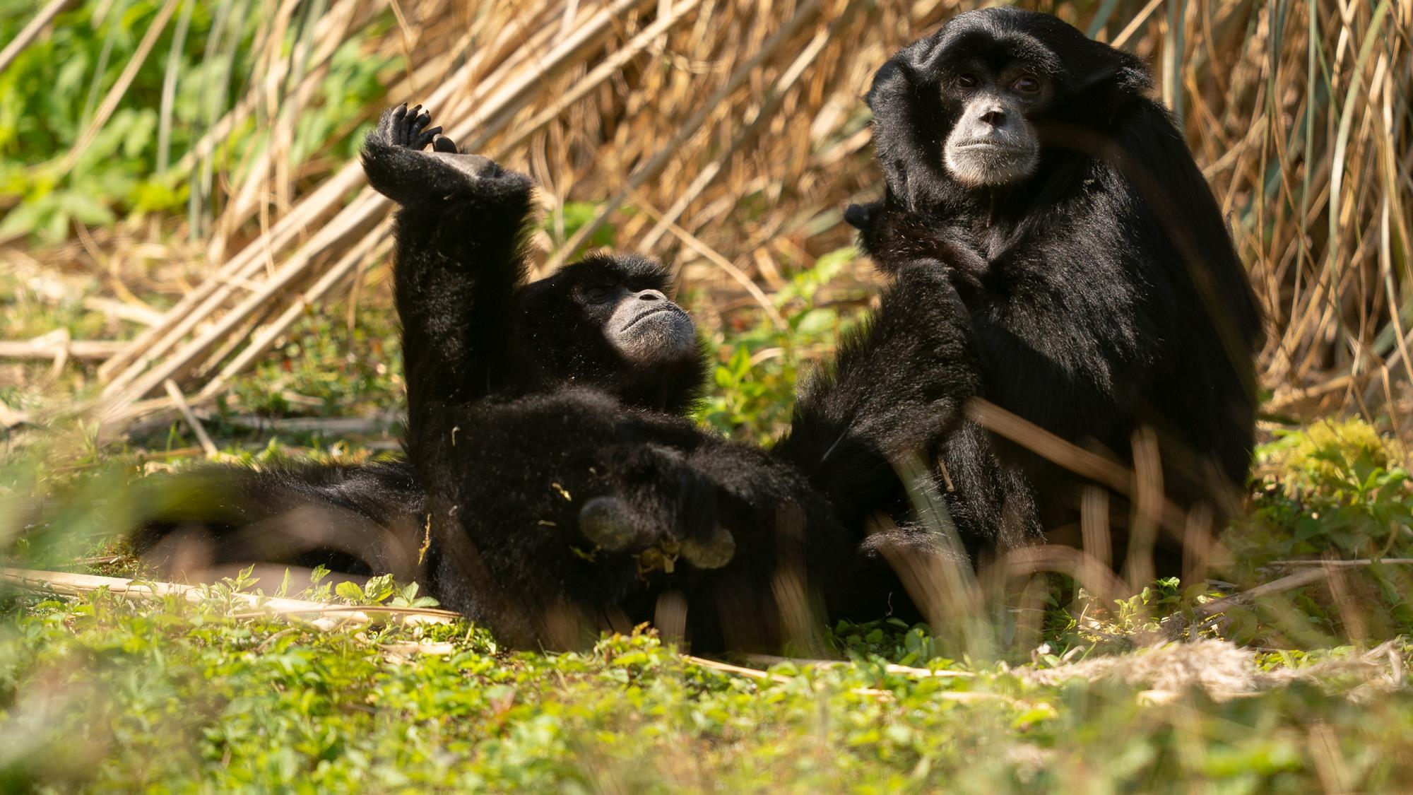 6 unusual sights to look out for on a group visit to Marwell Zoo ...