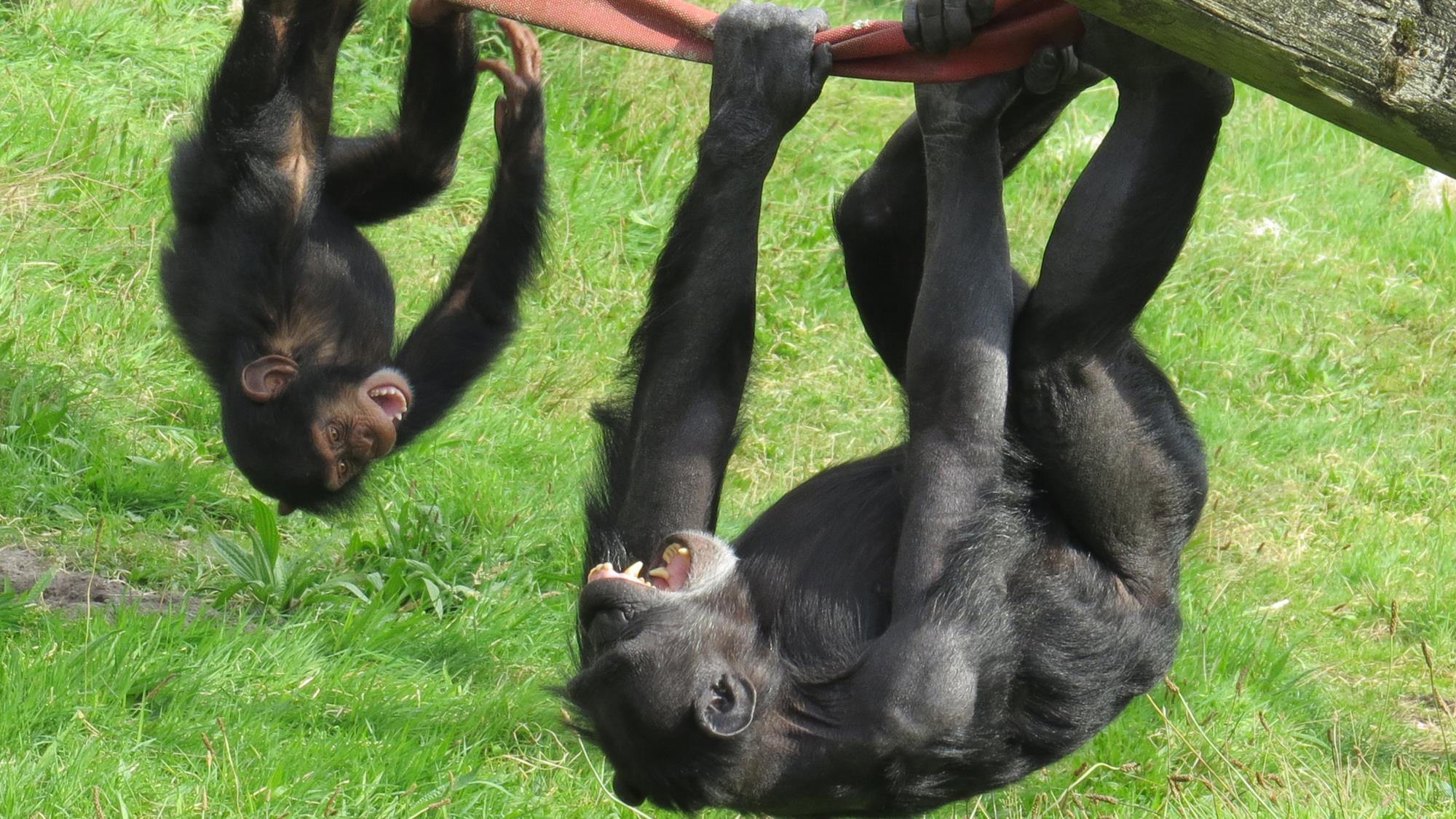 Give your group the feel-good factor at Monkey World in Dorset ...
